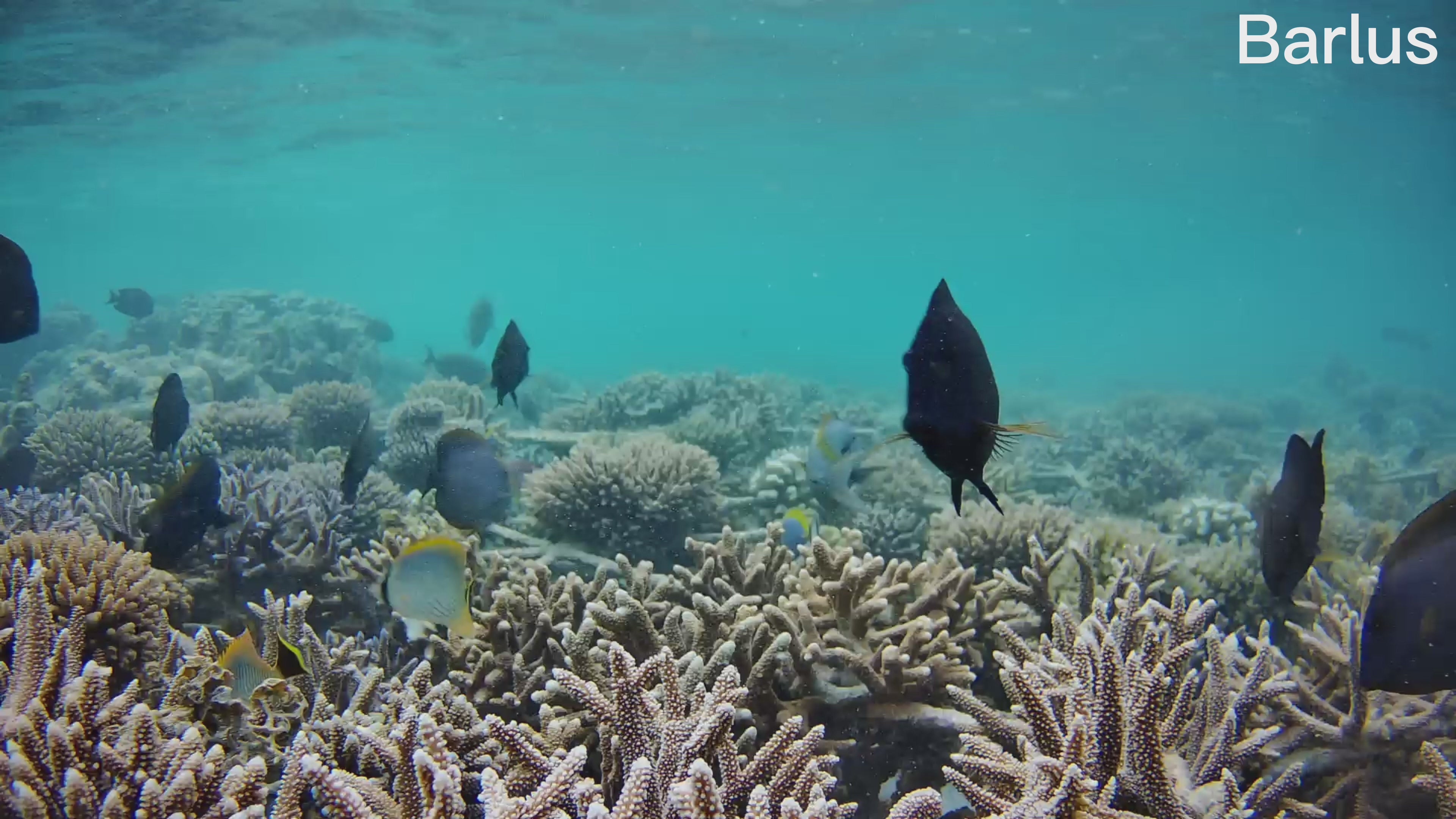 Development, production and sales of underwater cameras. – Barlus